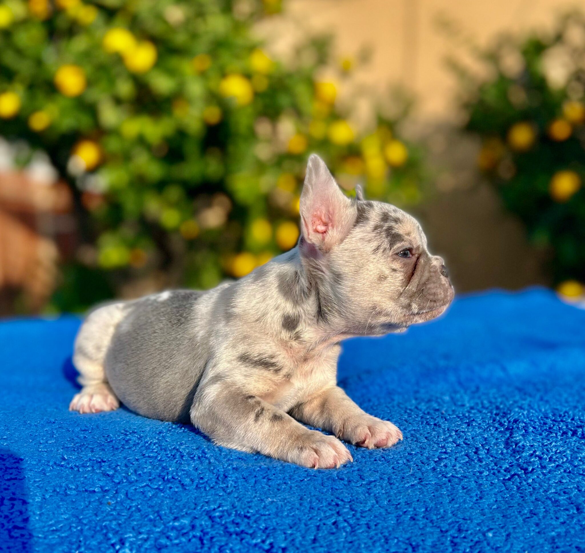 BRUNO - Celebritypupz