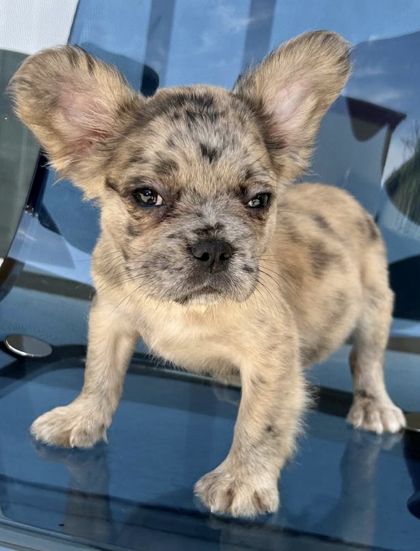 BRUNO MARS - Celebritypupz