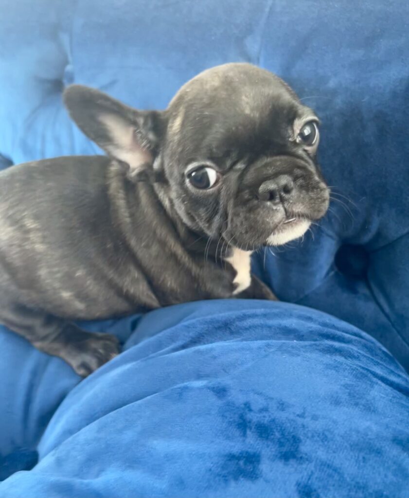 HALSEY - Celebritypupz