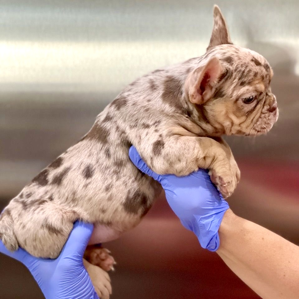 DIRK - Celebritypupz