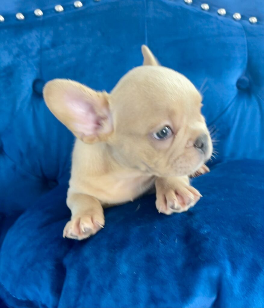 BARBIE - Celebritypupz